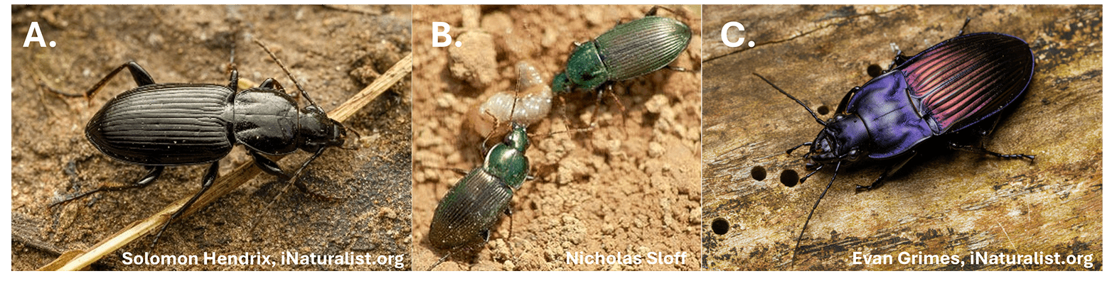 Redirecting to https://extension.umd.edu/resource/carabid-beetles